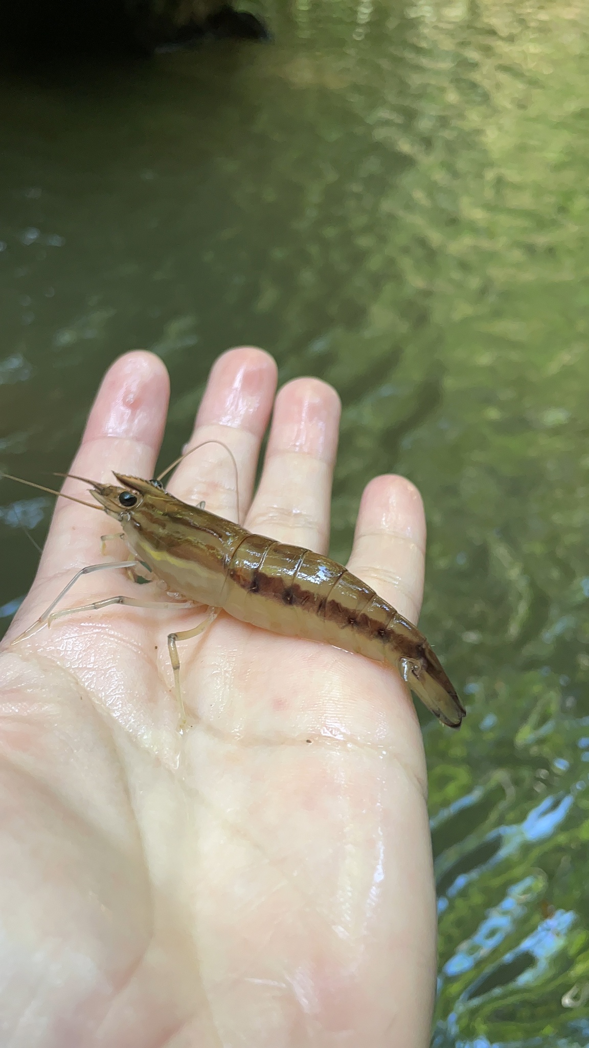 Macrobrachium carcinus (Linnaeus, 1758)