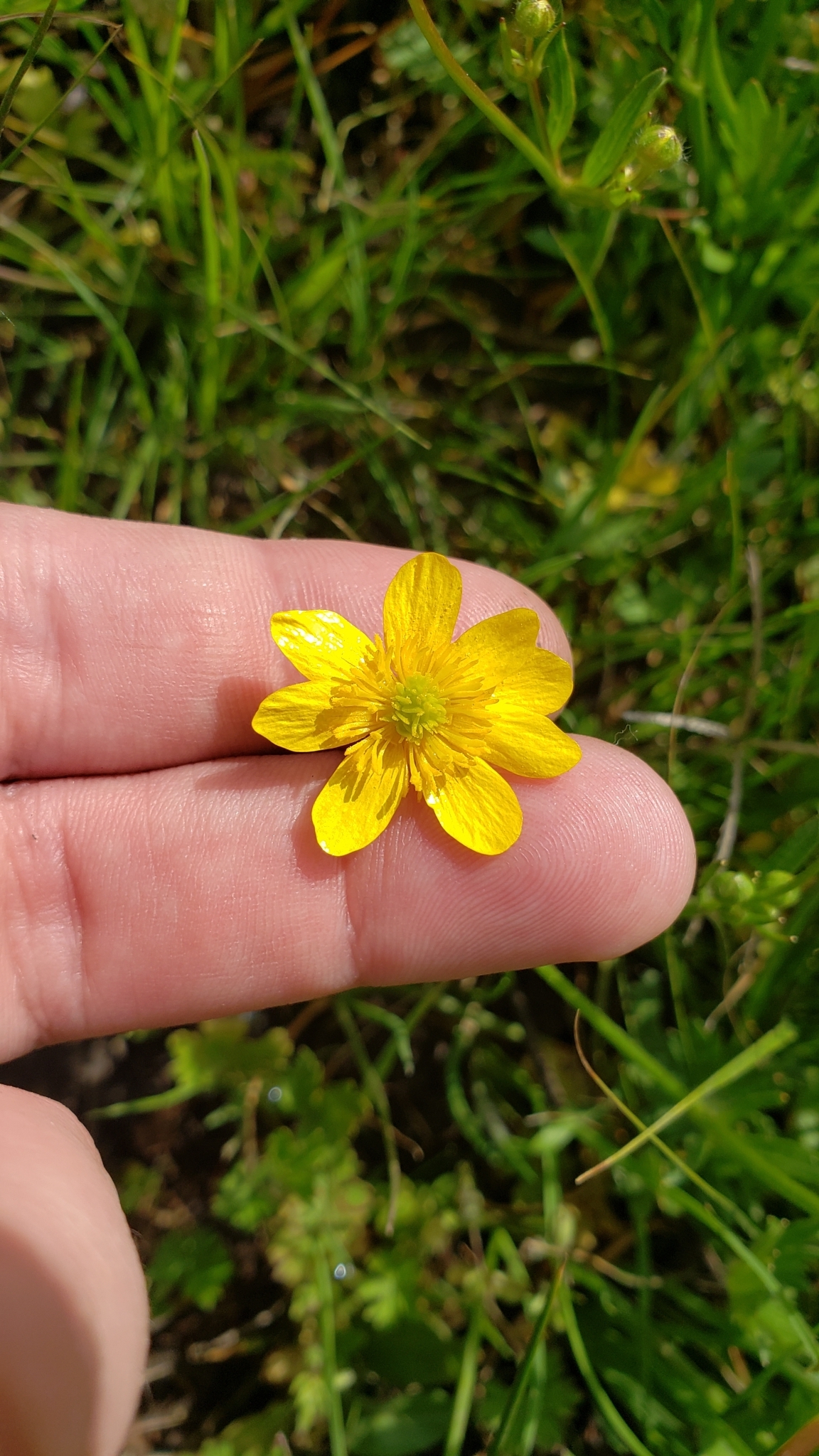 Ranunculus canus Benth.