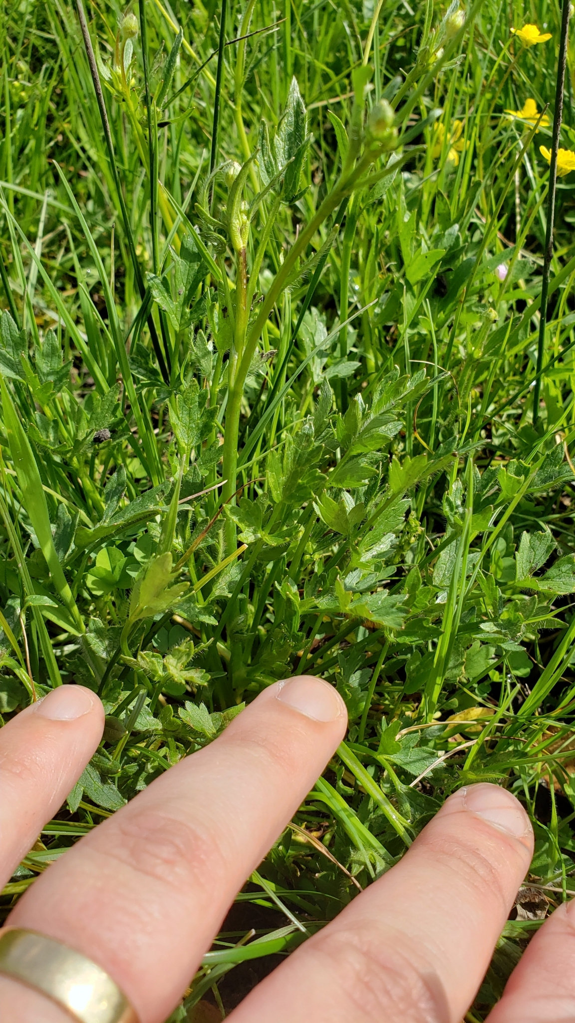 Ranunculus canus Benth.