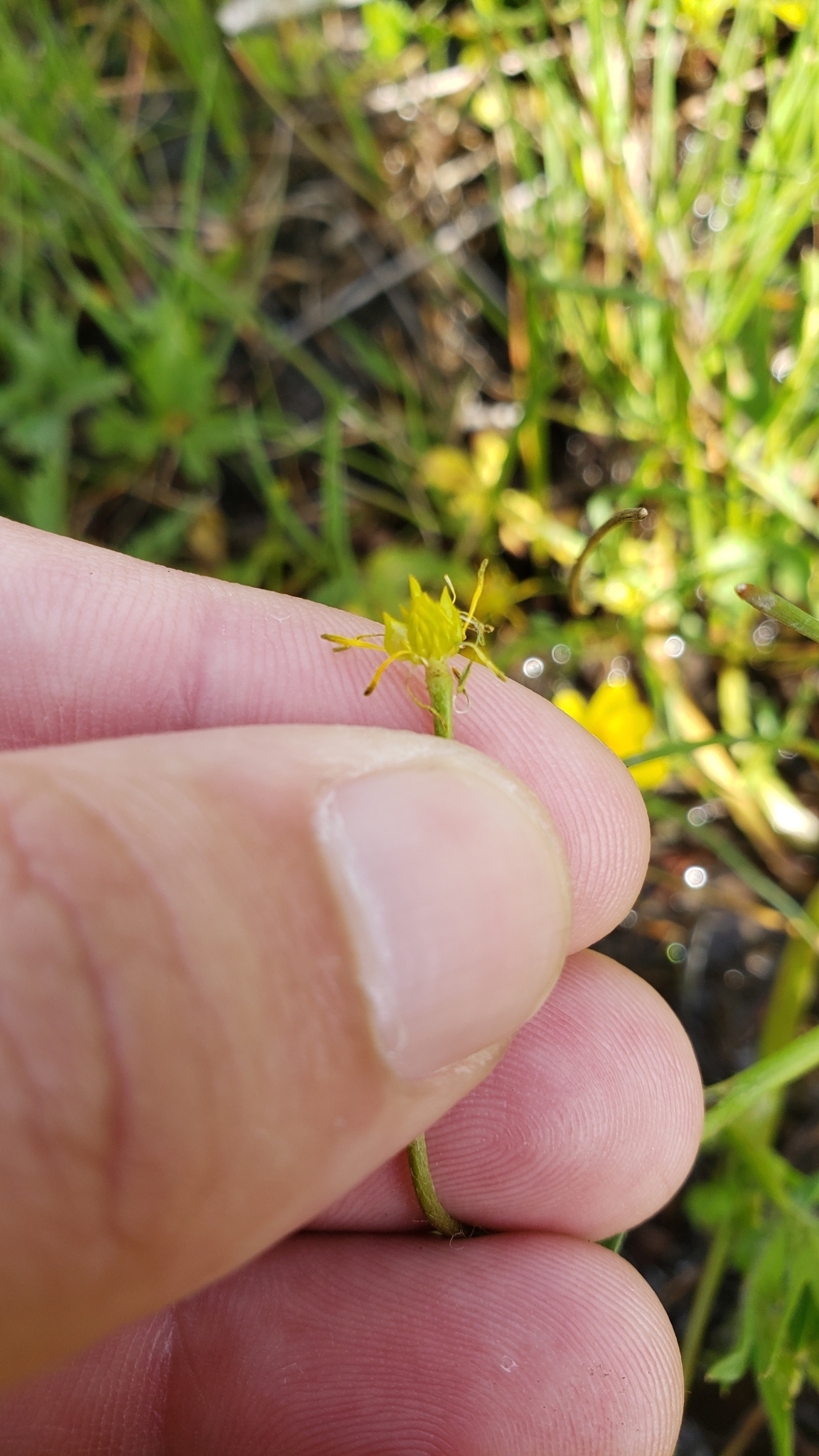 Ranunculus canus Benth.