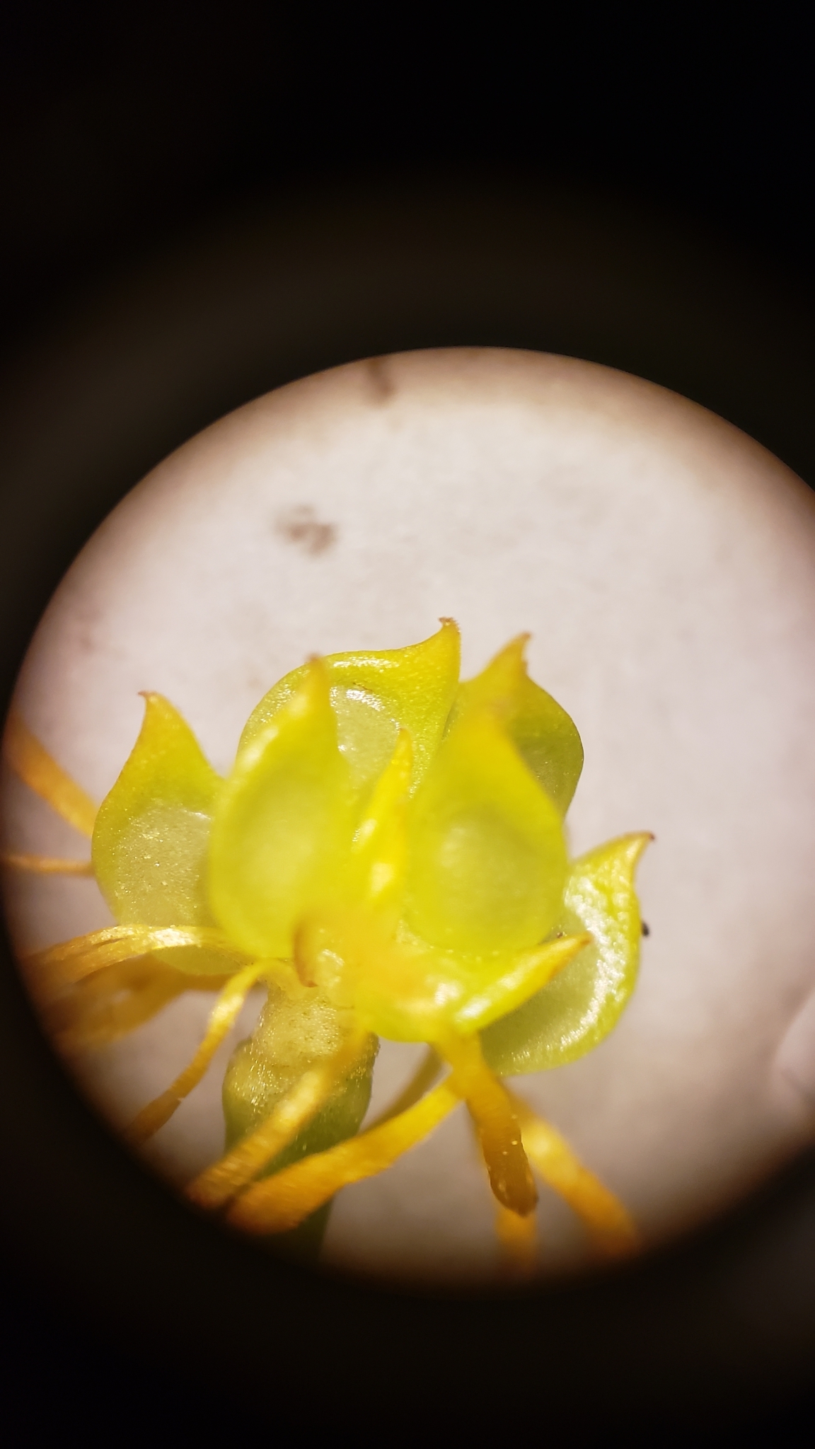 Ranunculus canus Benth.