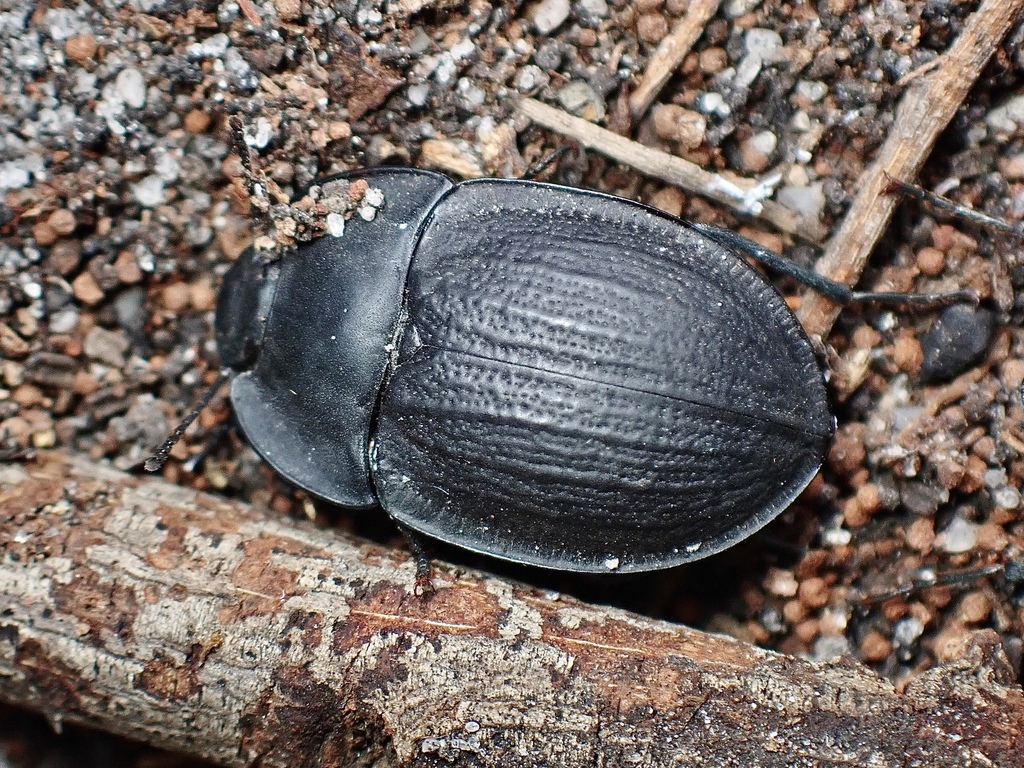 Celibe from Cranbourrne VIC, Australia on March 19, 2023 at 01:44 PM by ...