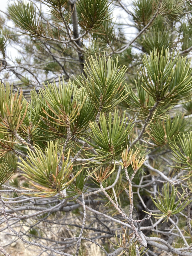 Arizona Singleleaf Pinyon from S Emerald Trail, Prescott, AZ, US on ...
