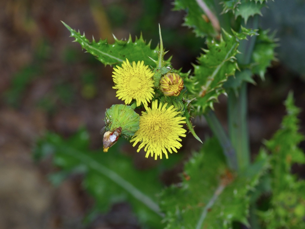 prickly sowthistle (Plants of Tiritiri Matangi ) · iNaturalist