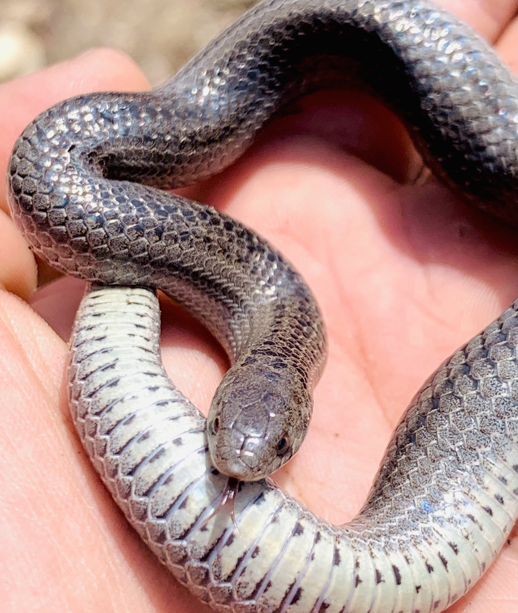 Conopsis lineata (Kennicott, 1859)