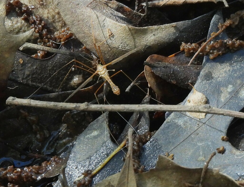 Tipulinae from Hunt County, TX, USA on March 19, 2023 at 02:56 PM by ...
