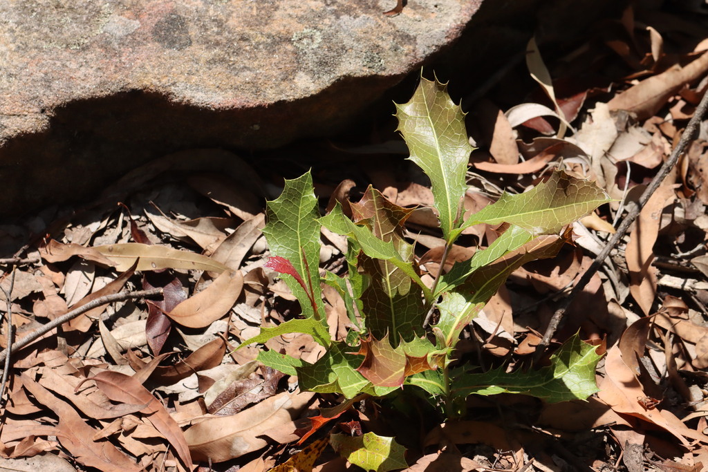 Woody Pear from Sydney NSW, Australia on February 17, 2023 at 11:52 AM ...