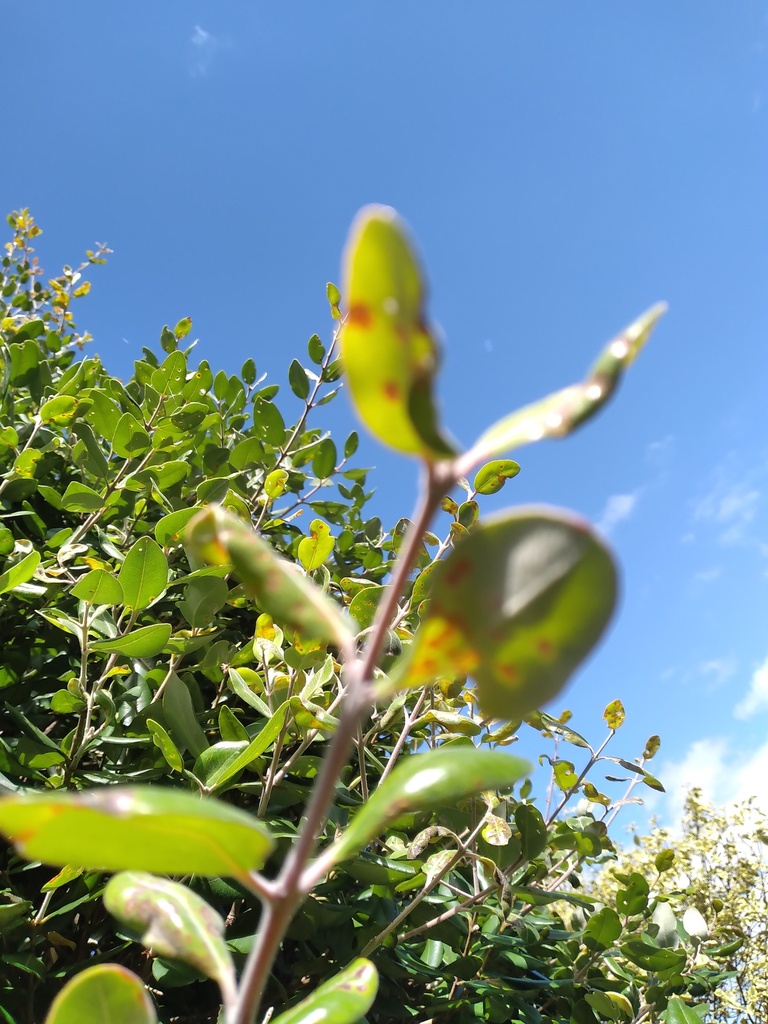 Myrtle Rust from North Shore, Hauraki, Auckland, New Zealand on March ...