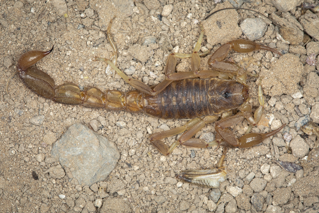 Stripe-tailed Scorpion from Pima County, AZ, USA on August 16, 2022 at ...
