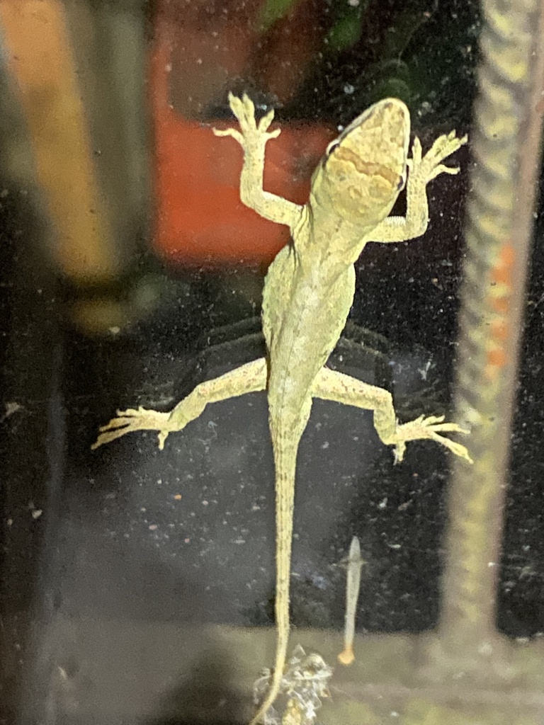 Humble Anole from Calle Breñas, Oreamuno, Cartago, CR on March 19, 2023 ...