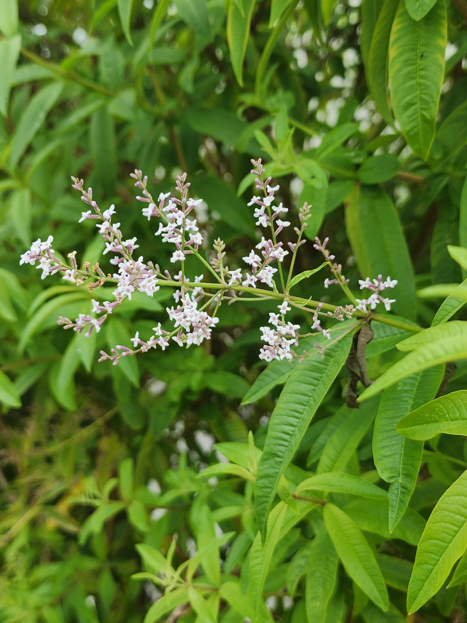 Aloysia citrodora Paláu