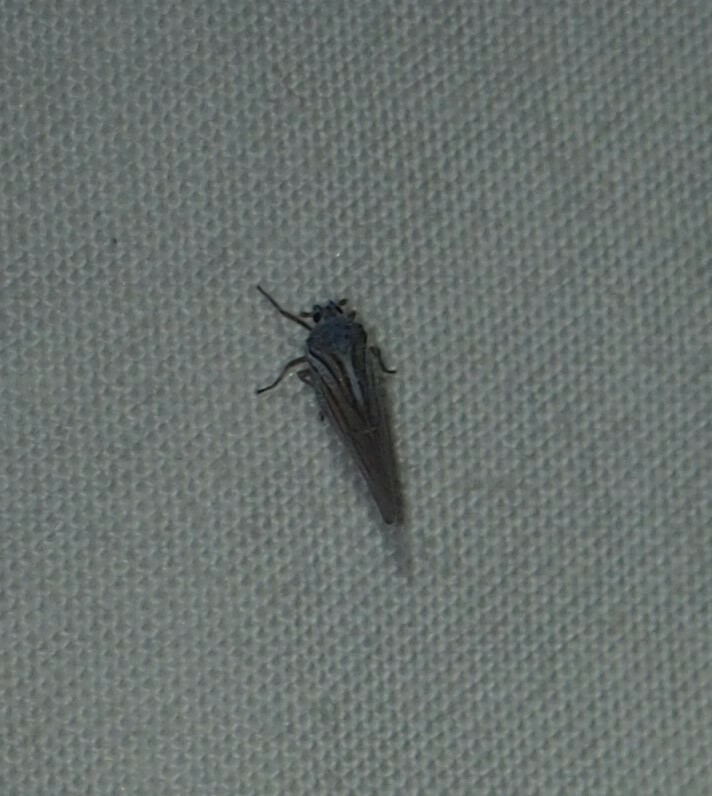 Nisia in March 2023 by tfox75 · iNaturalist