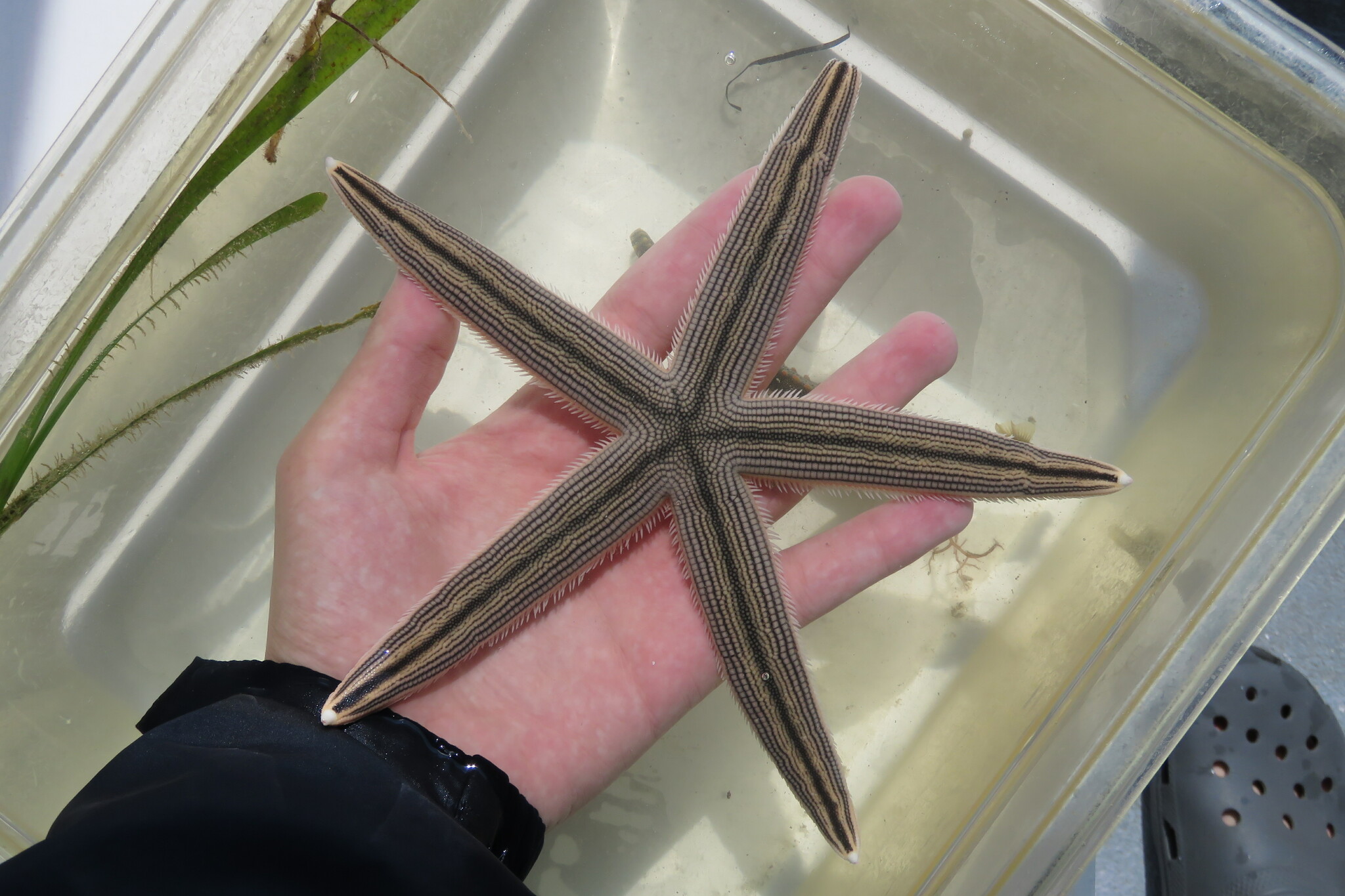 Luidia clathrata (Say, 1825)