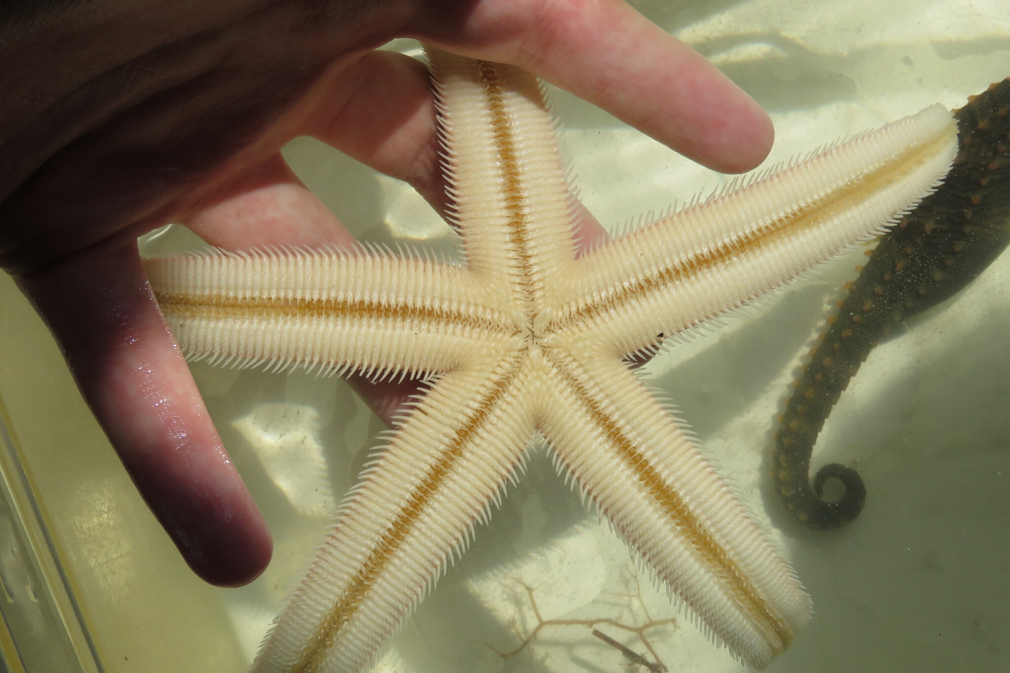 Luidia clathrata (Say, 1825)