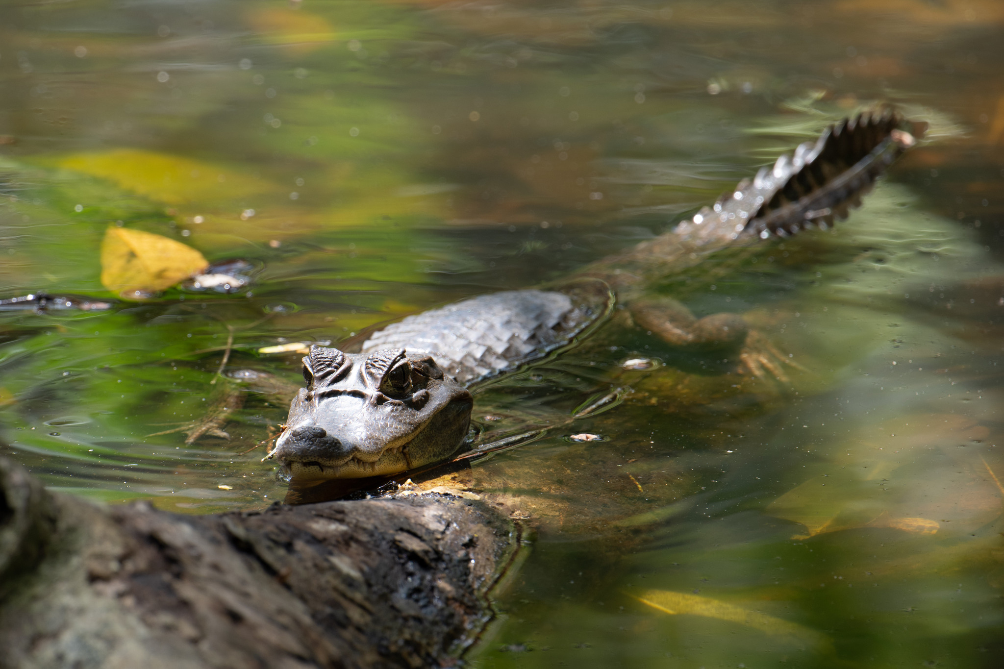 Caiman crocodilus fuscus (Cope, 1868)