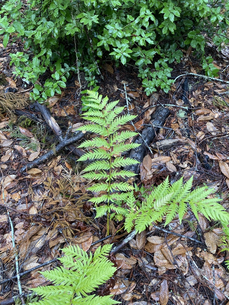 giant chain fern from Big Basin Redwoods State Park, Boulder Creek, CA ...