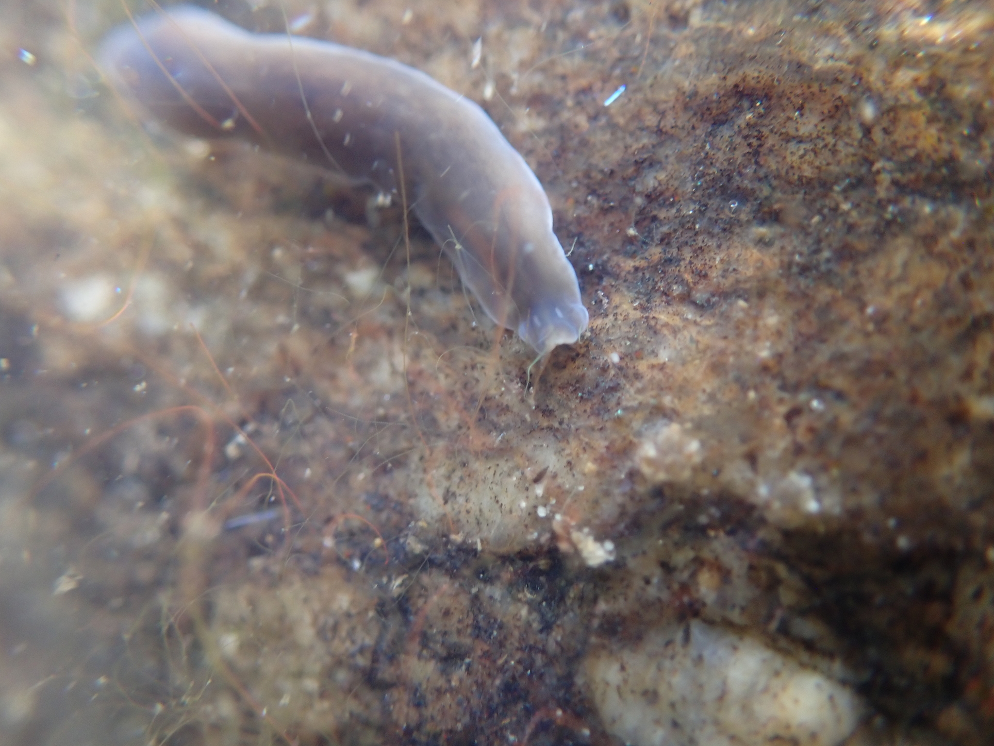 Dendrocoelidae