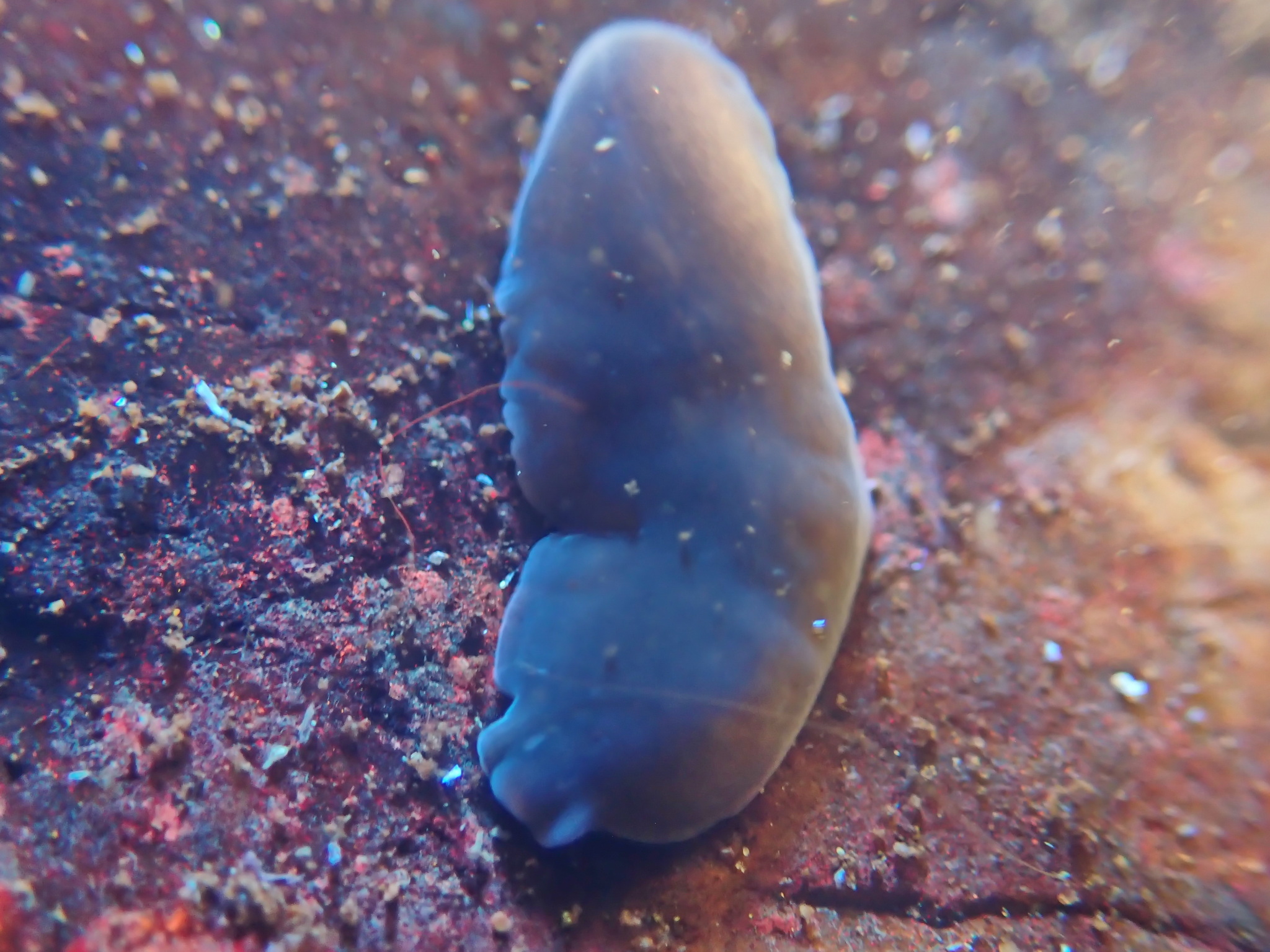 Dendrocoelidae