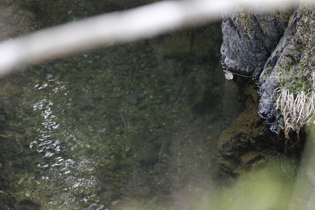 Cyprinids from Takaomachi, Hachioji, Tokyo 193-0844日本 on March 12, 2023 ...