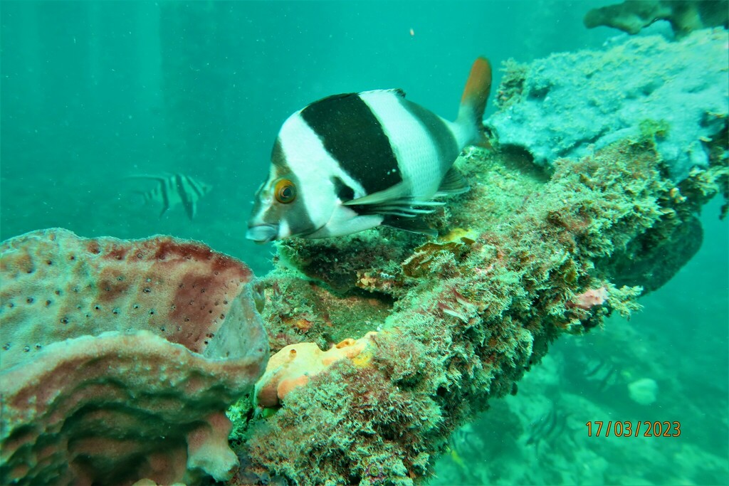 Magpie Perch from St Vincent St, Gulfview Heights SA 5096, Australia on ...