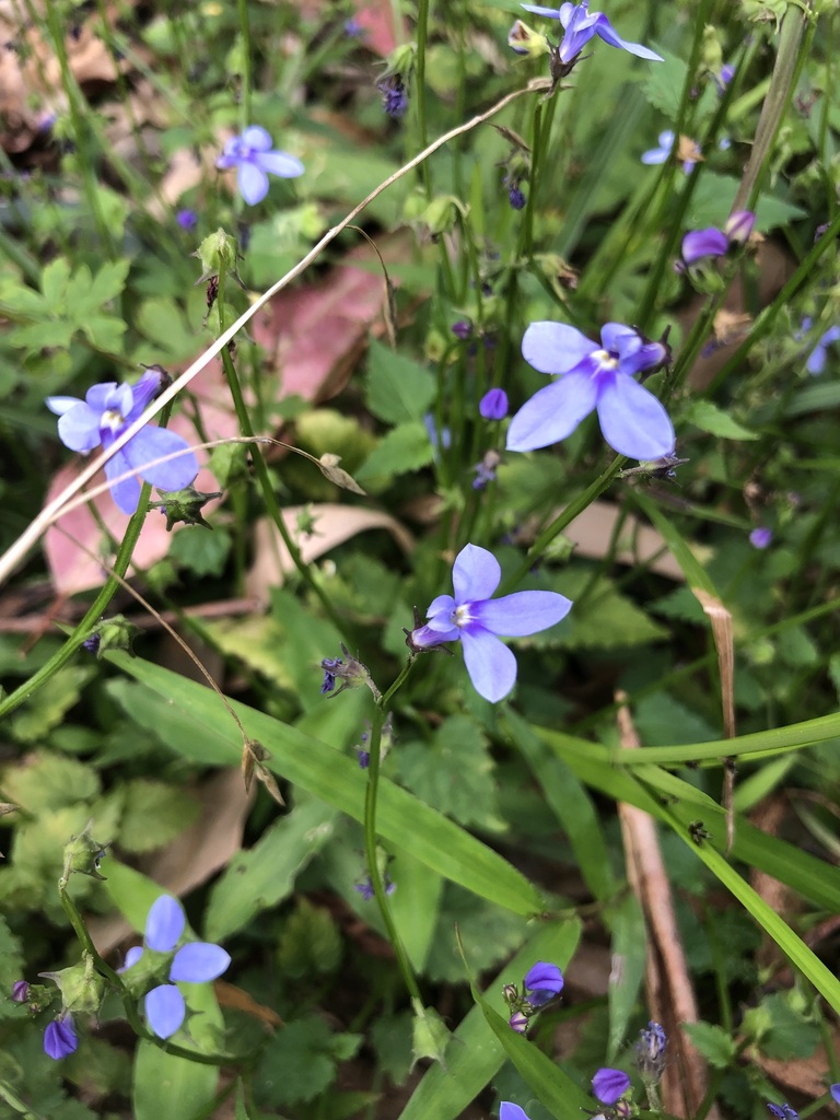 forest lobelia from Dorrigo Mountain NSW 2453, Australia on January 16 ...