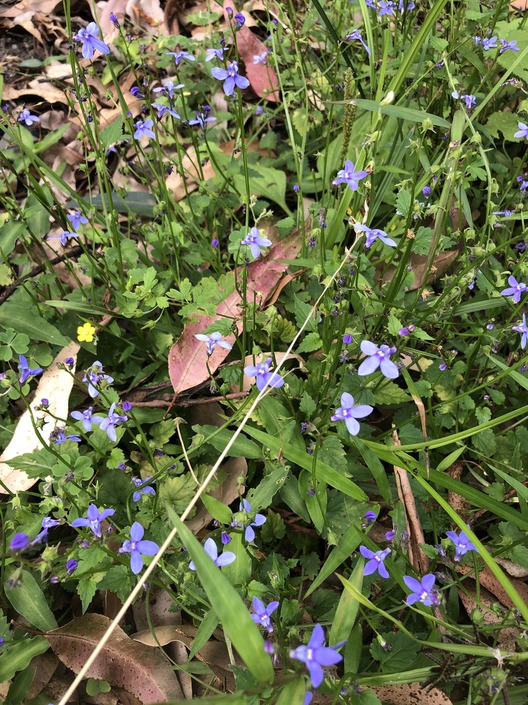forest lobelia from Dorrigo Mountain NSW 2453, Australia on January 16 ...