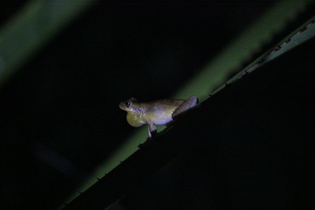 Whirring Tree Frog from Seal Rocks NSW 2423, Australia on October 16 ...