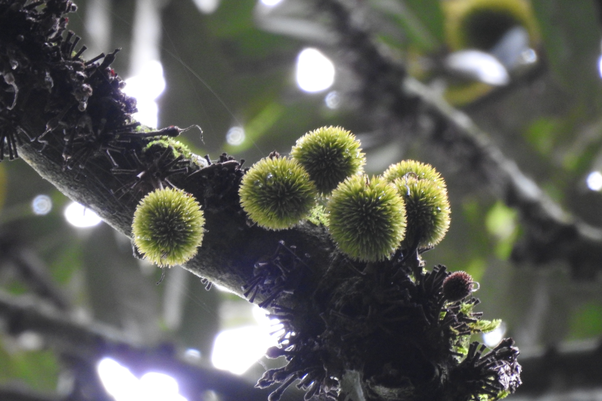 Cullenia exarillata A.Robyns