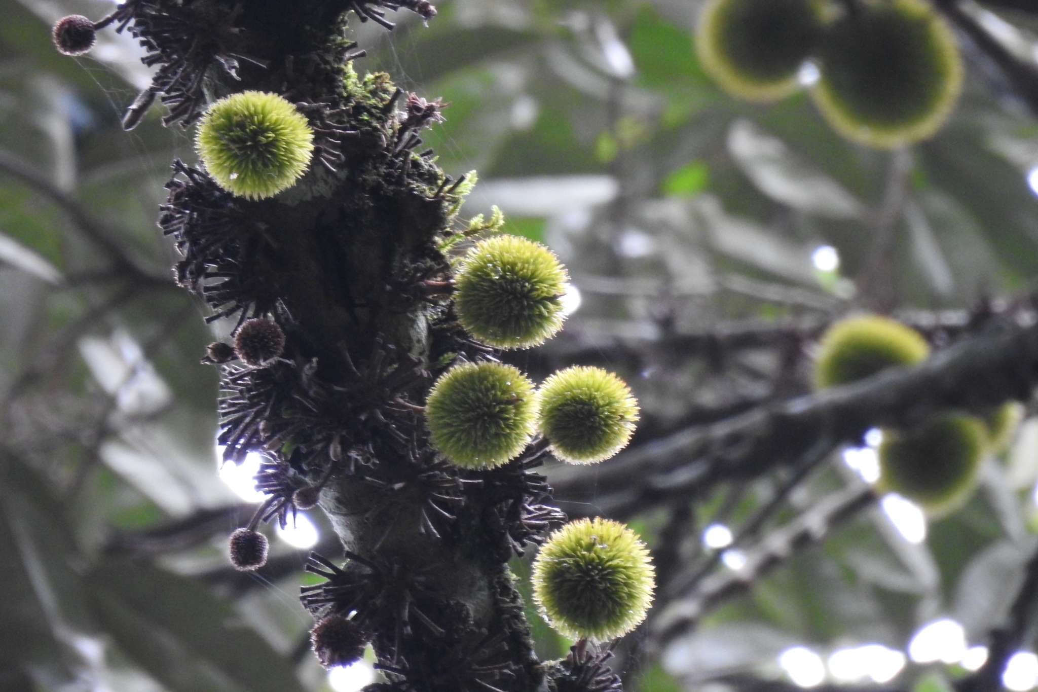 Cullenia exarillata A.Robyns