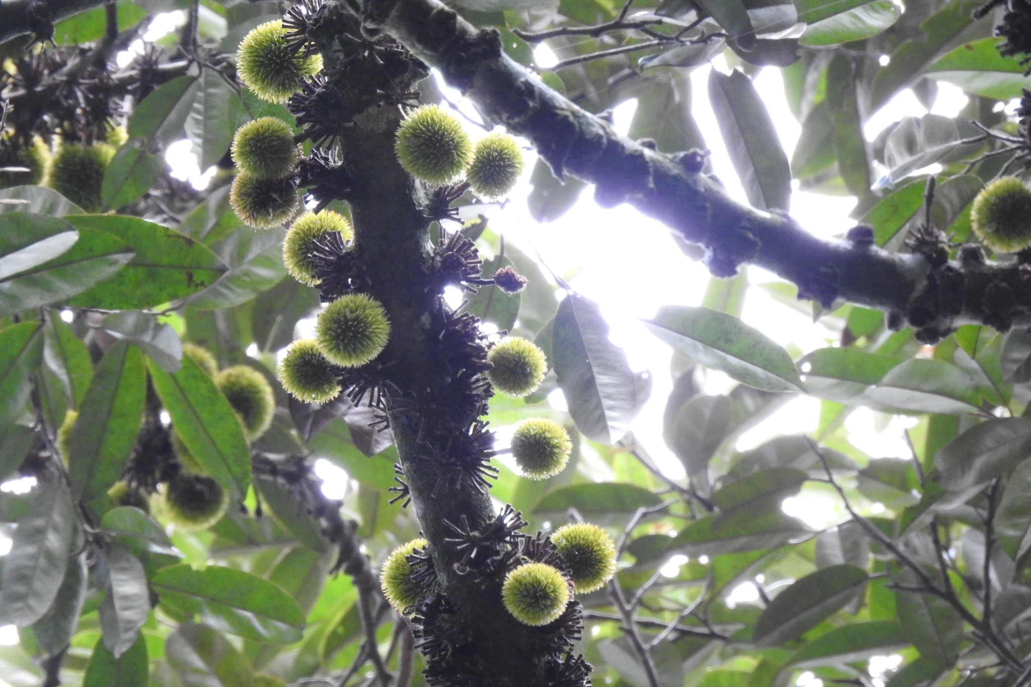 Cullenia exarillata A.Robyns