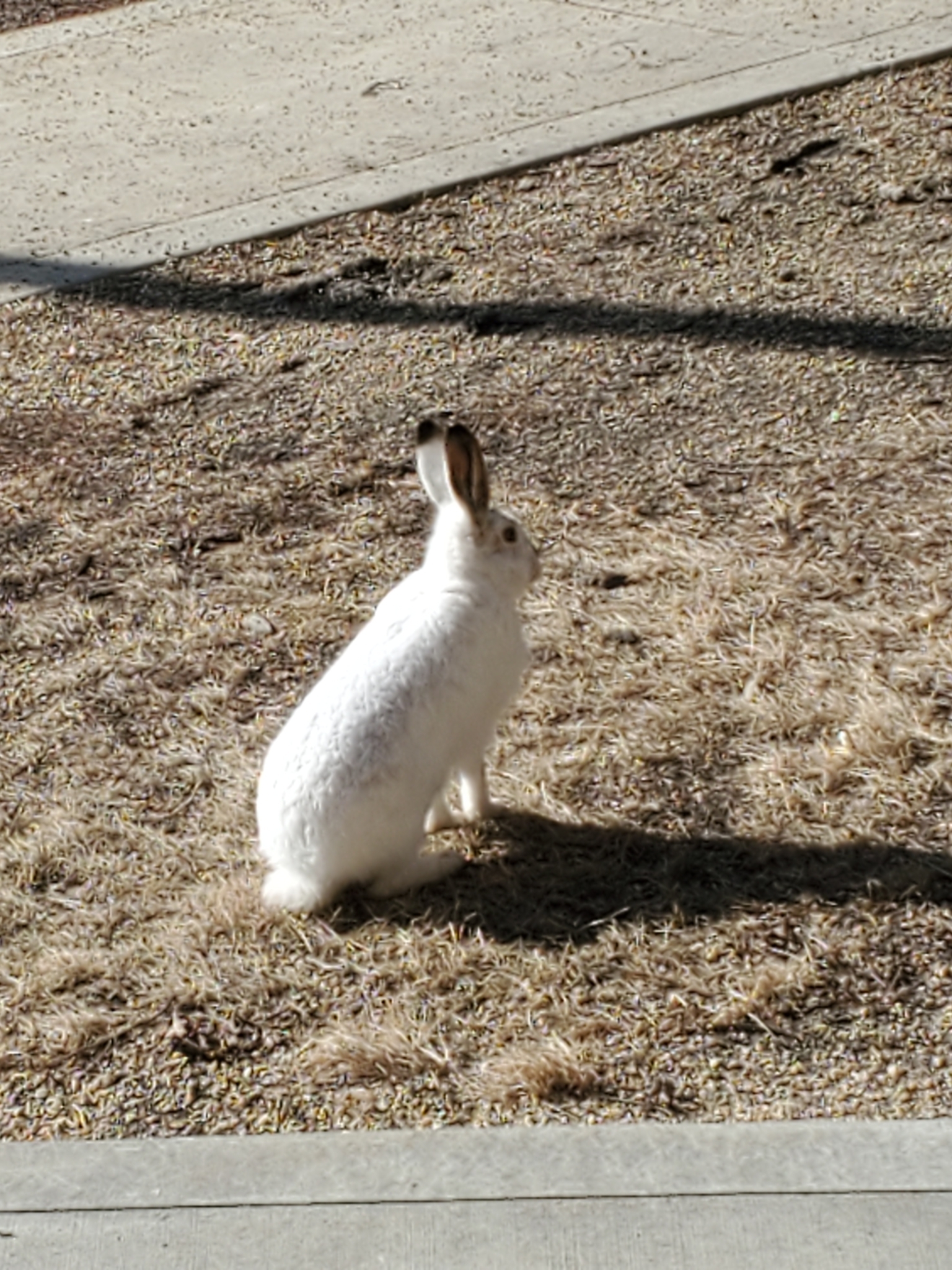Lepus townsendii Bachman, 1839