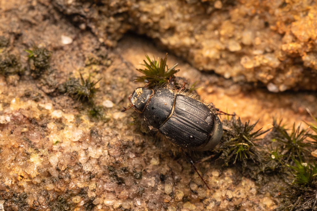 Scarabs from Sydney NSW, Australia on February 23, 2023 at 01:22 PM by ...
