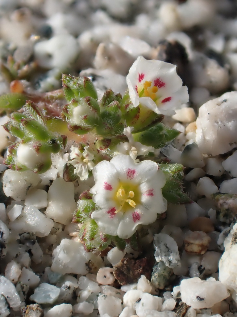 Linanthus maculatus maculatus in March 2023 by Aaron Echols · iNaturalist
