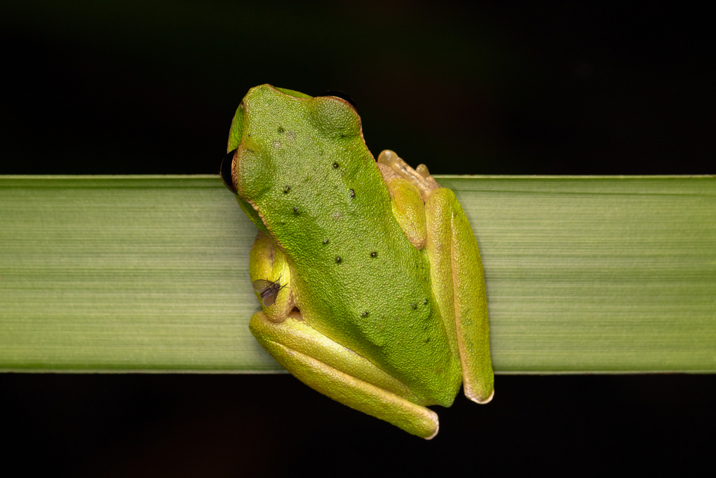 Mountain Stream Tree Frog in March 2023 by James Bennett · iNaturalist