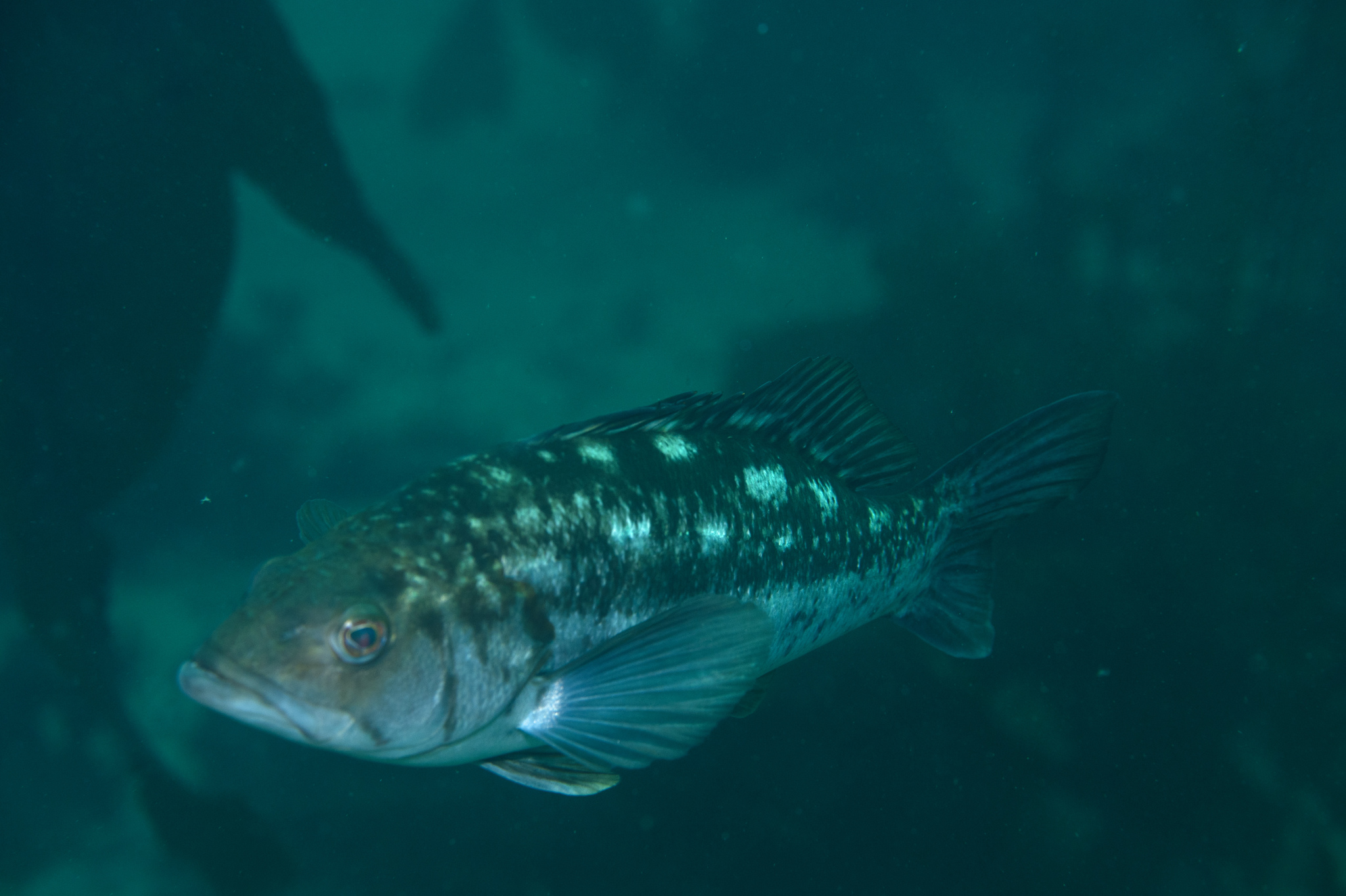 Paralabrax clathratus (Girard, 1854)