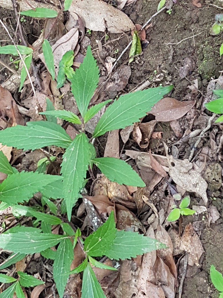 mist flower in November 2017 by pcopping_ecp · iNaturalist