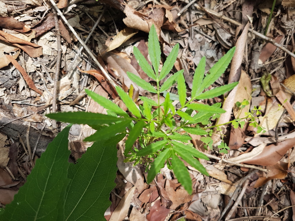 wild marigold in November 2017 by pcopping_ecp · iNaturalist