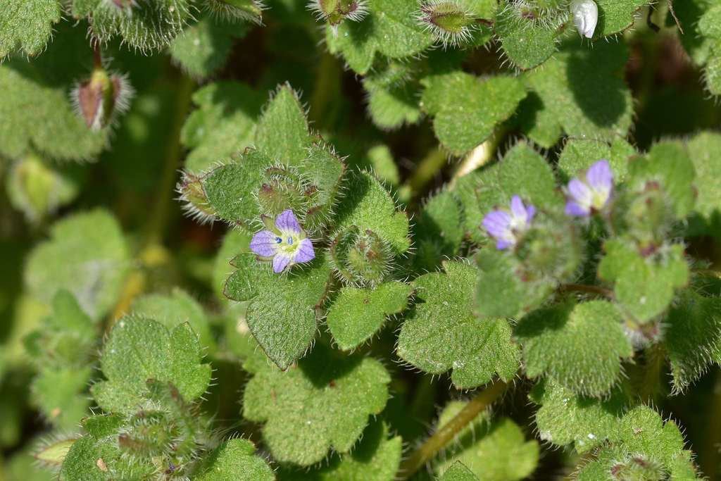 Ivy-leaved Speedwell from 中国江苏省南京市江宁区 on March 6, 2023 at 12:15 PM by ...