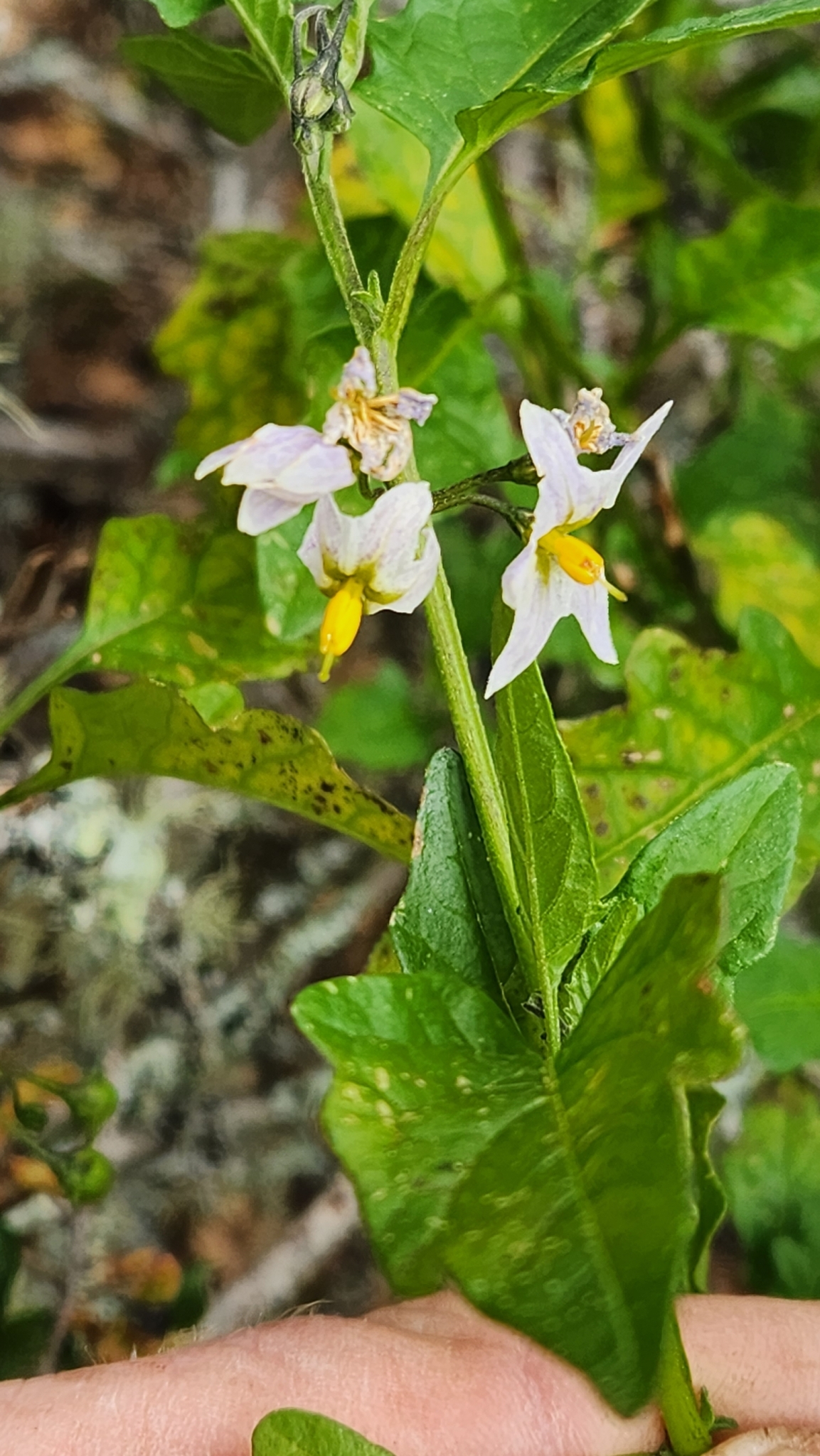 Solanum furcatum Dunal