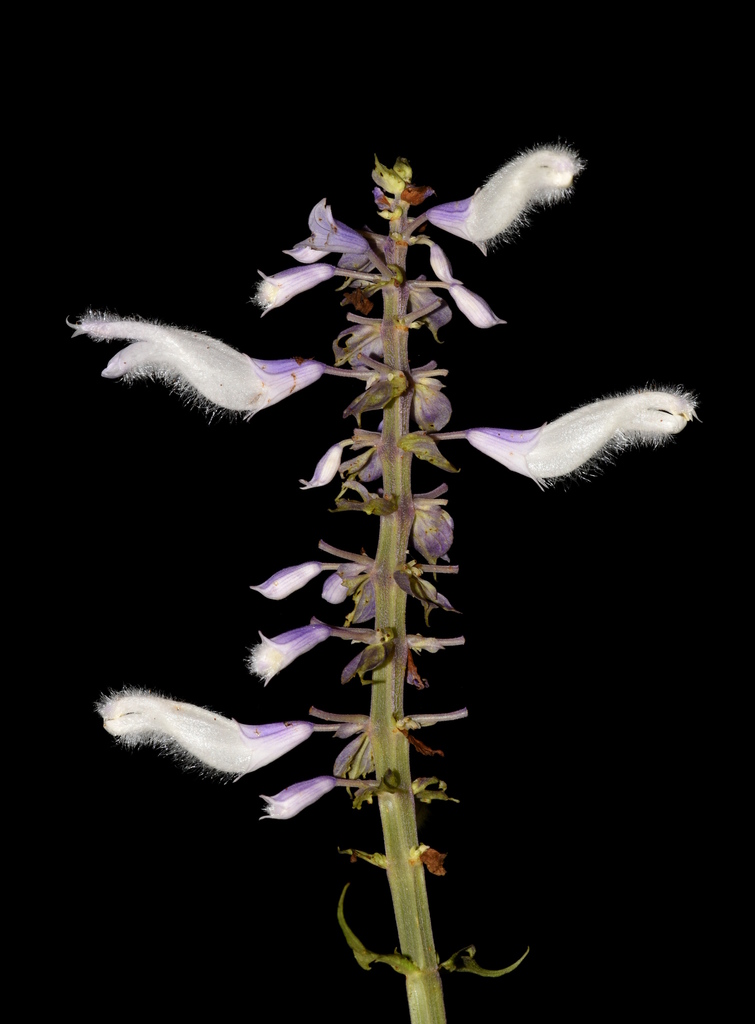 mint family (Lamiaceae) - Botanical Realm
