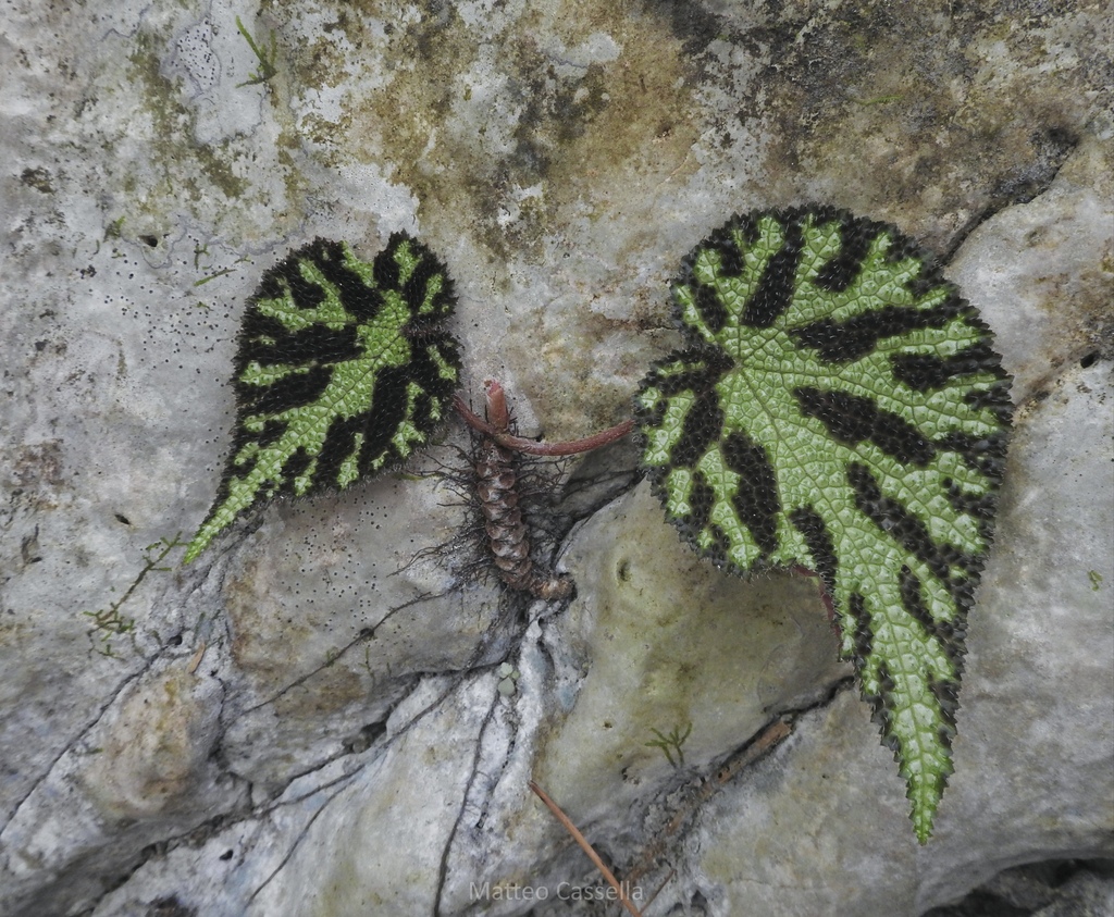 Carpet Begonia from Cintalapa de Figueroa, Chiapas, Messico on March 7 ...