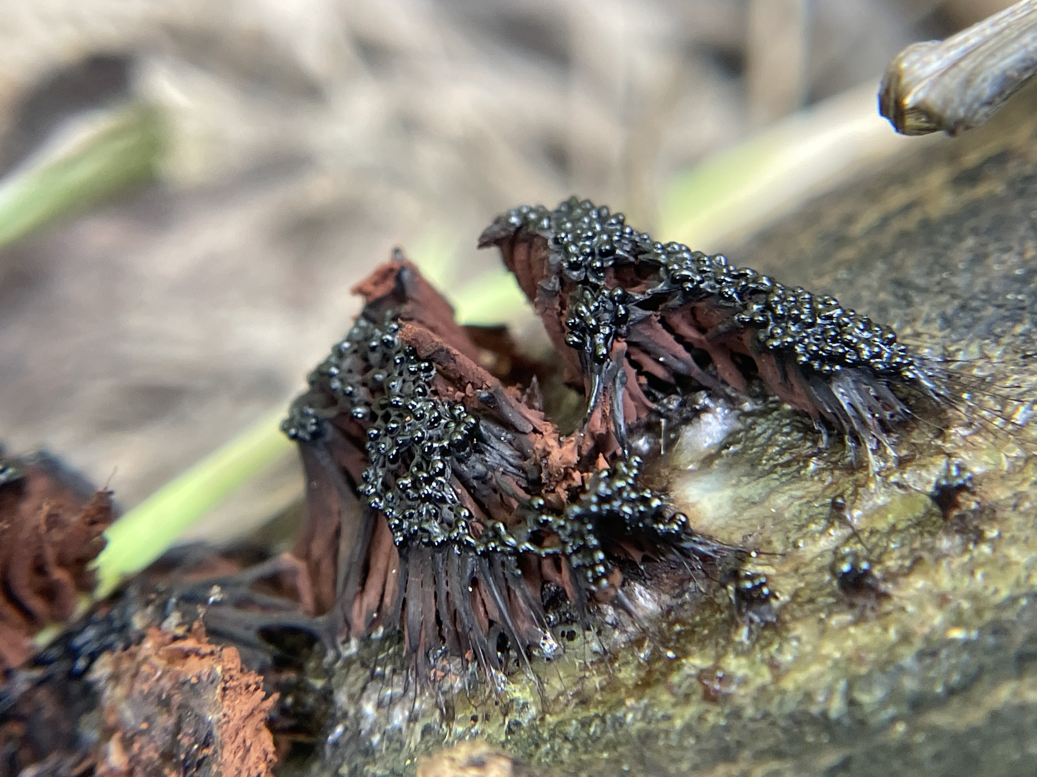 Stemonitis splendens Rostaf., 1874