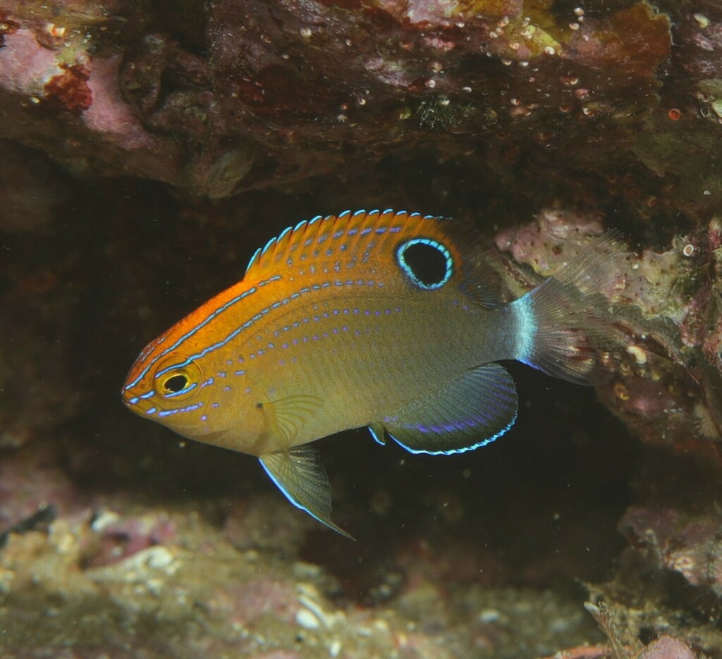 Speckled Damsel from Cabbage Tree Bay, North Harbour NSW 2093 ...