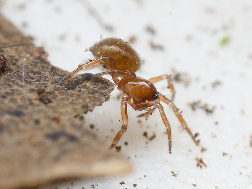Genus Oia · iNaturalist