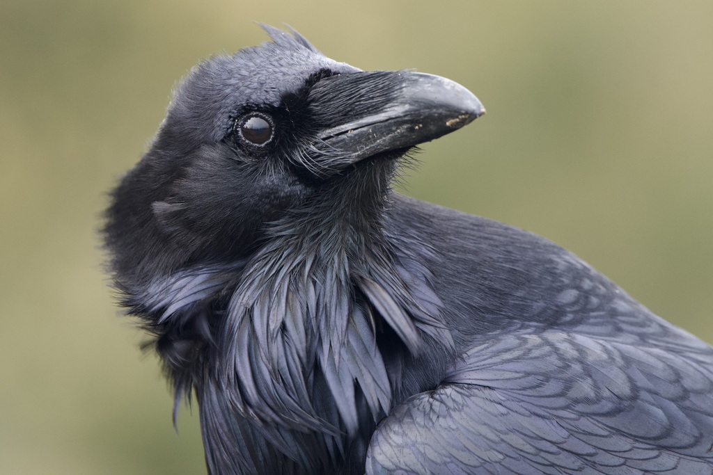 Common Raven from Lake Merced, San Francisco, CA, USA on March 19, 2023 ...