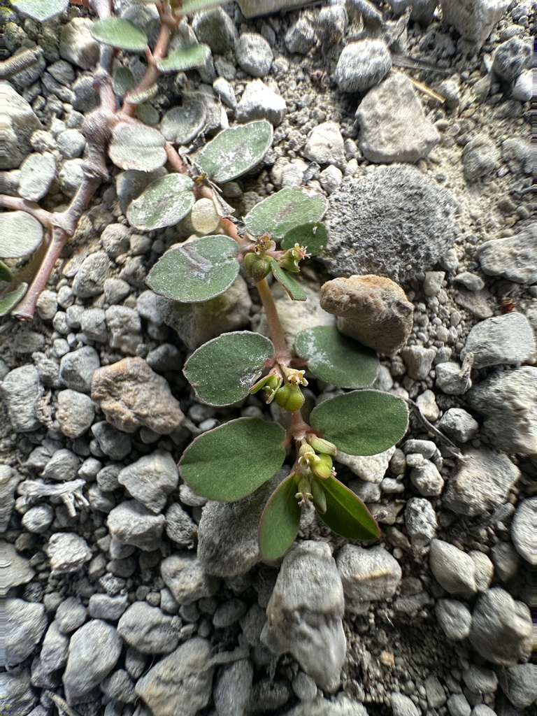 limestone sandmat in February 2023 by Matt Reala · iNaturalist