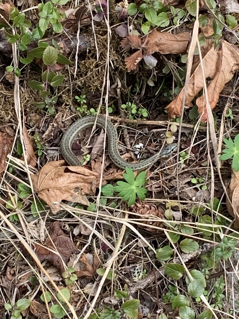 Northwestern Garter Snake from Olympic National Park, Port Angeles, WA ...