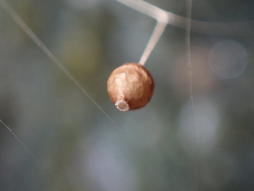 ray spiders from Touho, Nouvelle-Calédonie on March 18, 2023 at 08:36 ...