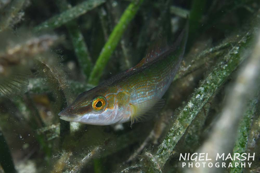 Haletta semifasciata (Valenciennes, 1840)