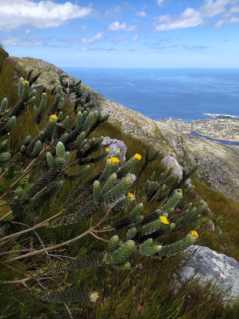 Kogelberg Silver Pea from Overstrand Local Municipality, South Africa ...